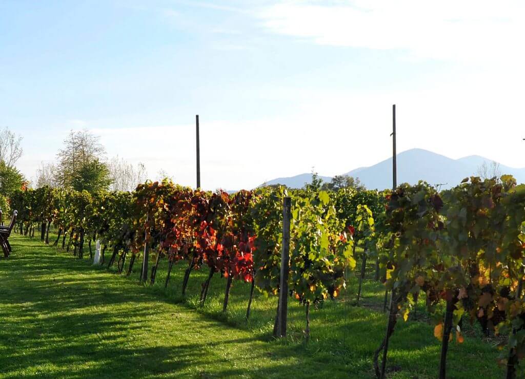 Slovak wine - Salón vín