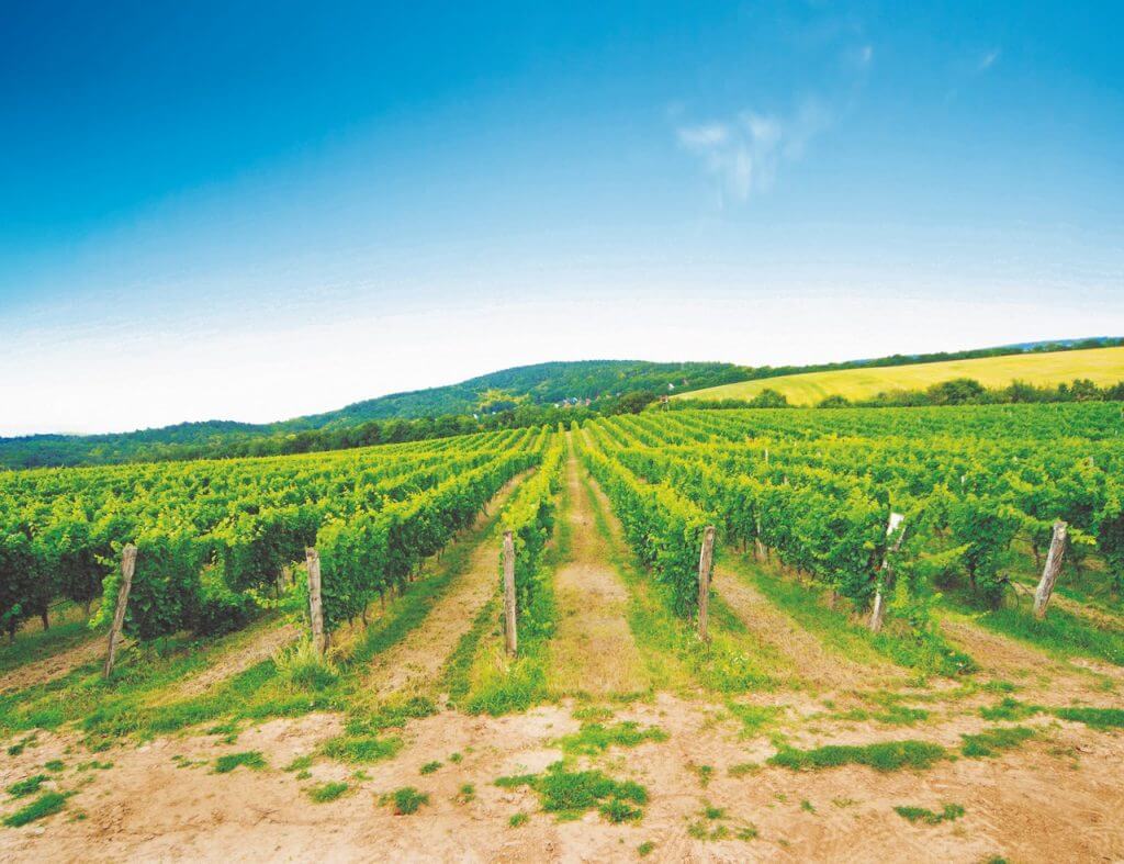 Slovak wine - Salón vín
